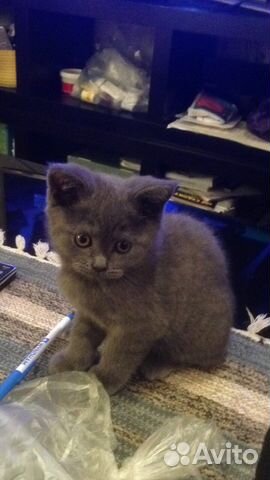 Британская крошка