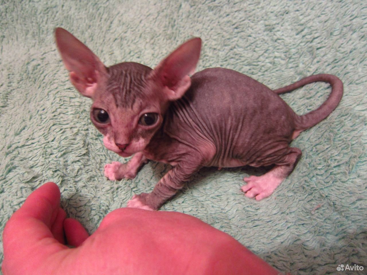 Котятки-мур-рлятки сфинксятки