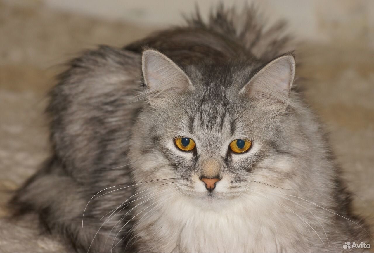 Красавец Марсель