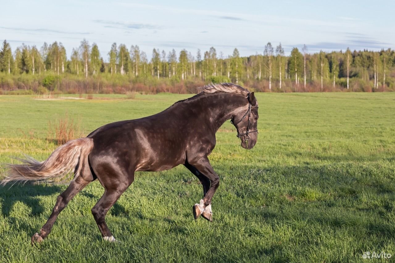 Серебристо-вороной мерин, выездка. С-Пб