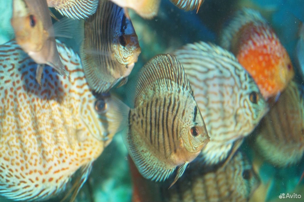 Дискусы-короли пресноводных аквариумов