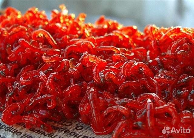 Живой корм мотыль