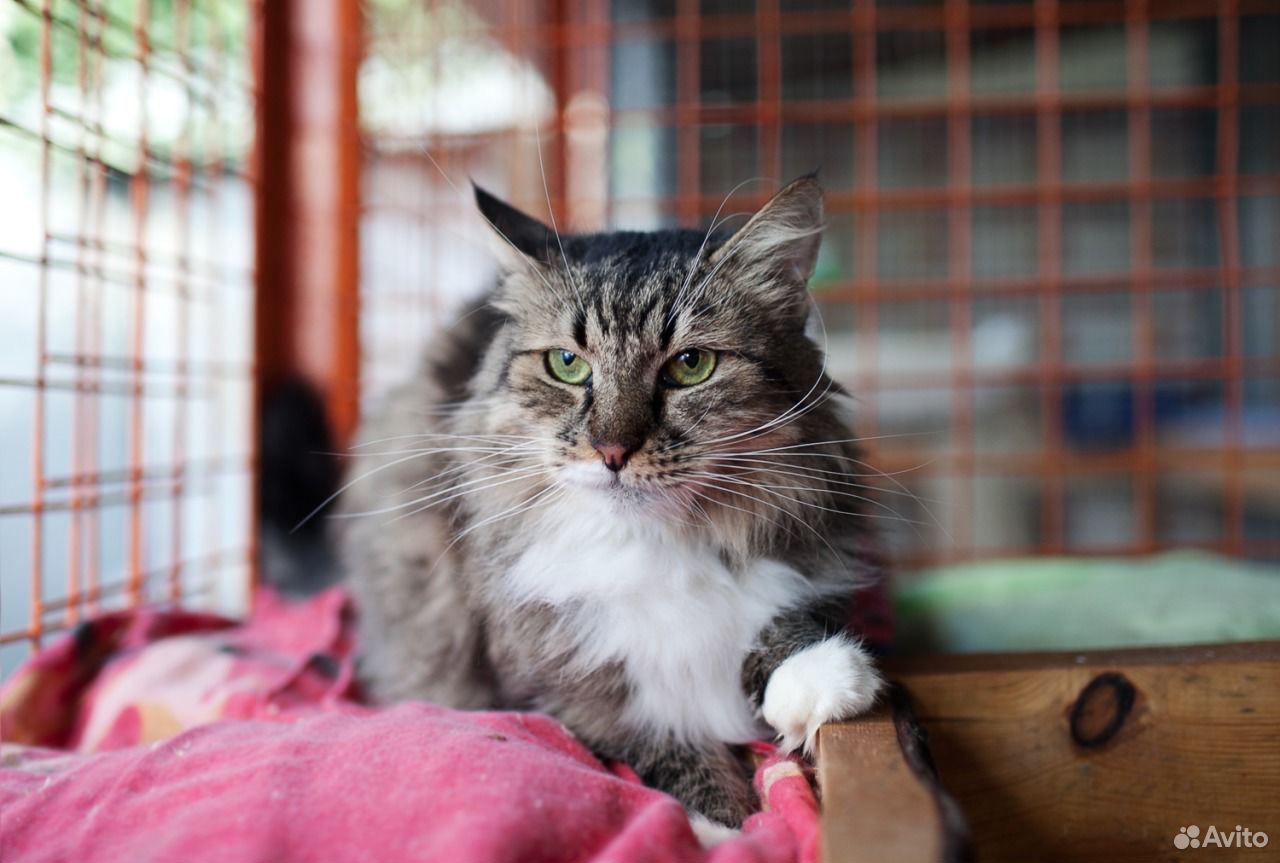 Роскошная кошка Сибирь ищет дом