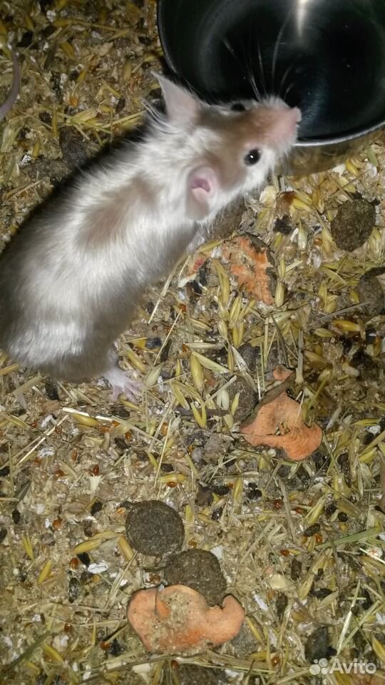 Мышки декоративные