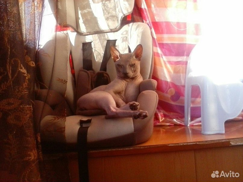 Наш котик ждет невесту