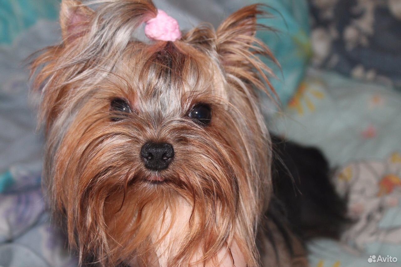 Вязка вес 1600 мини.развязан.йоркширский терьер