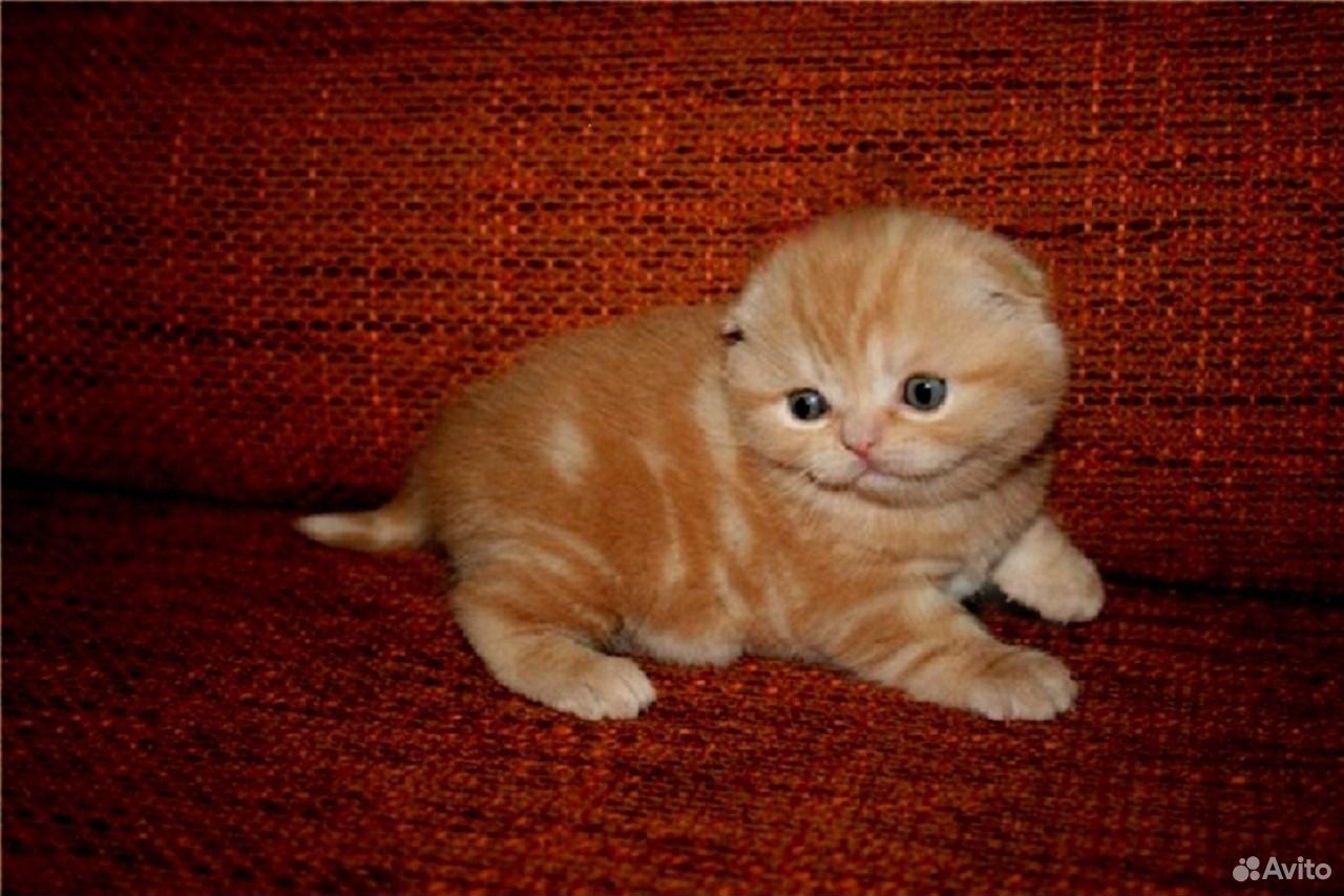 Вислоухий рыжий котик