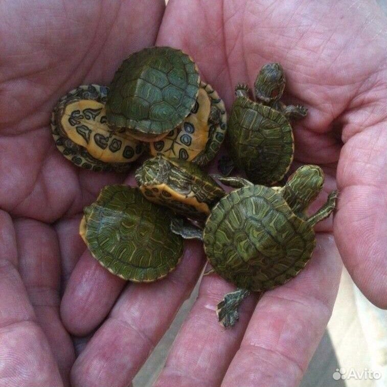 Черепахи водяные