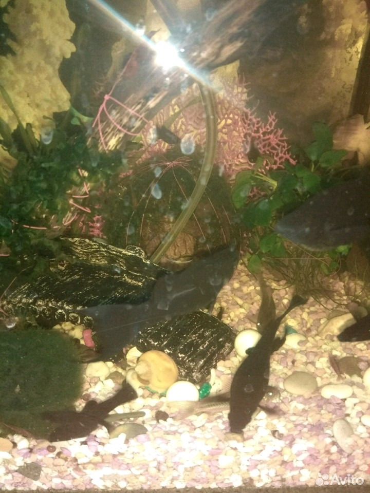 Мальки моллинезии