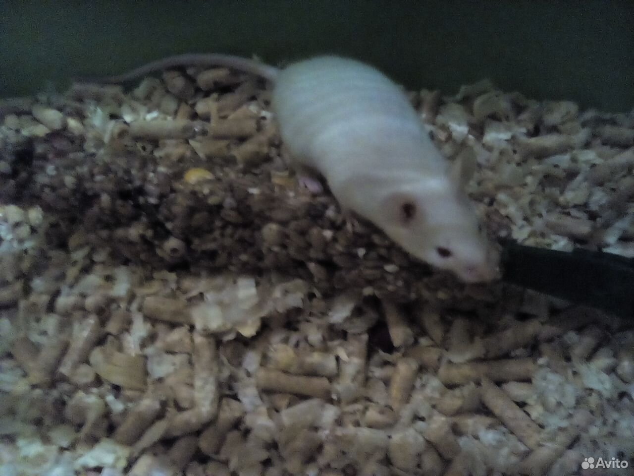 Мышь живая кормовая голыши наличие