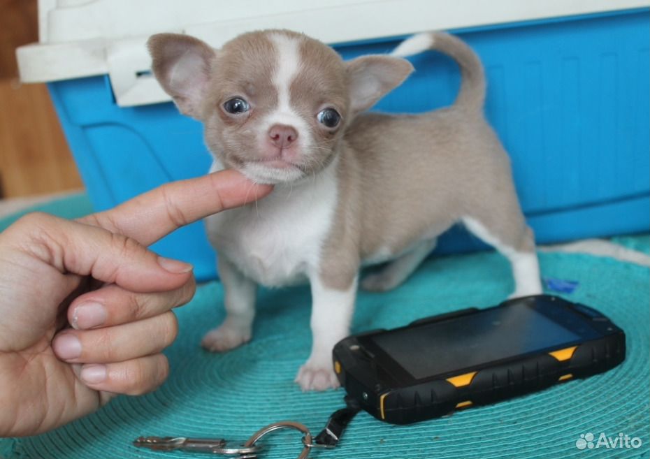 Чихуахуа красивая девочка цвета Ириса
