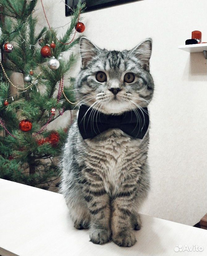 Шотландский аристократ. Вязка