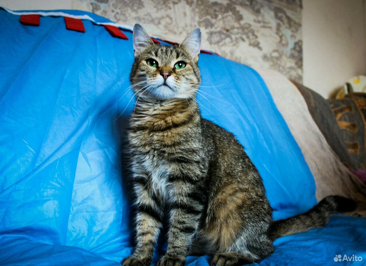 Кошечка Лилечка
