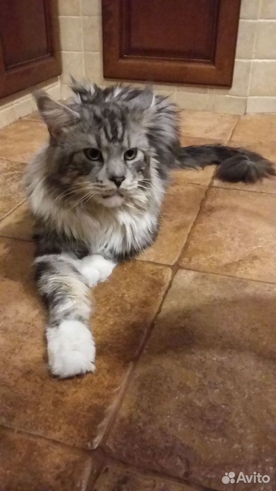 Приглашаем кошечку