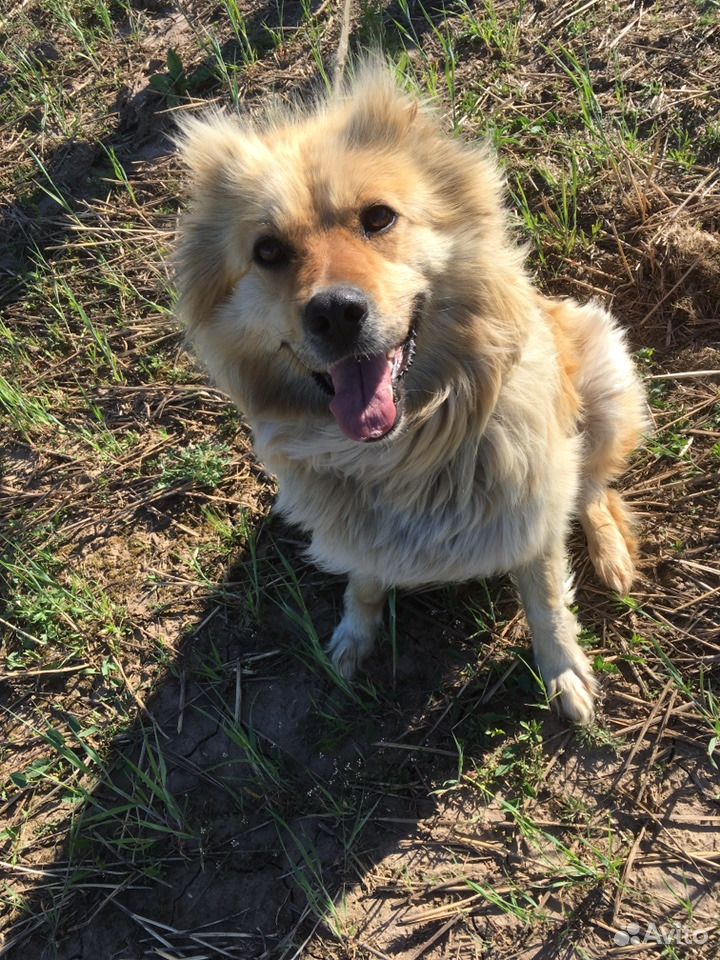 Шейла ищет семью