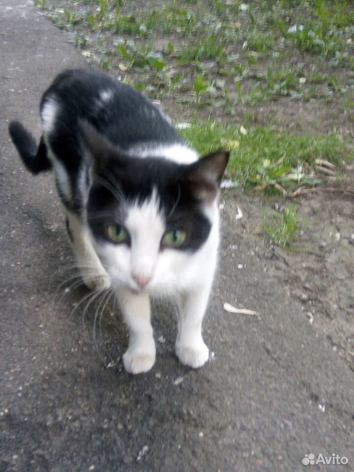Мила, умная кошечка