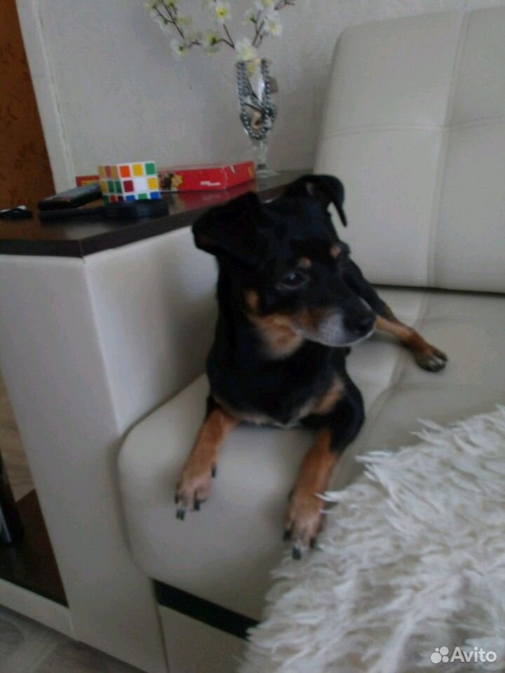 Вязка Той-Терьер бесплатно