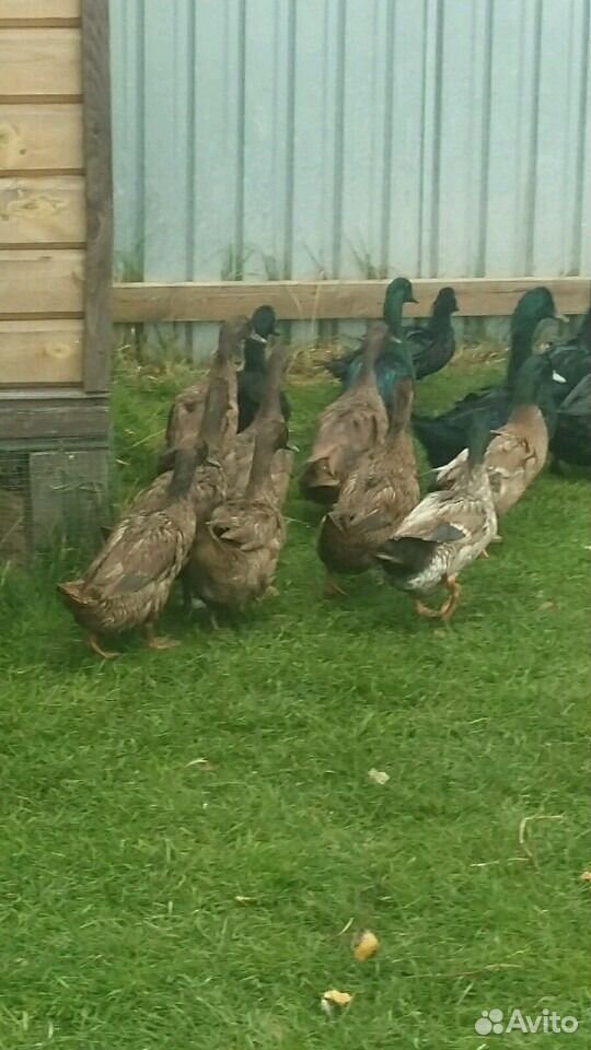 Породные утки и гуси малыши от 5 дней