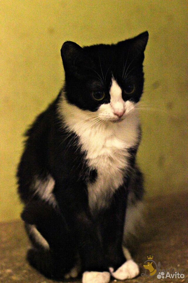 Истинная леди Эльза