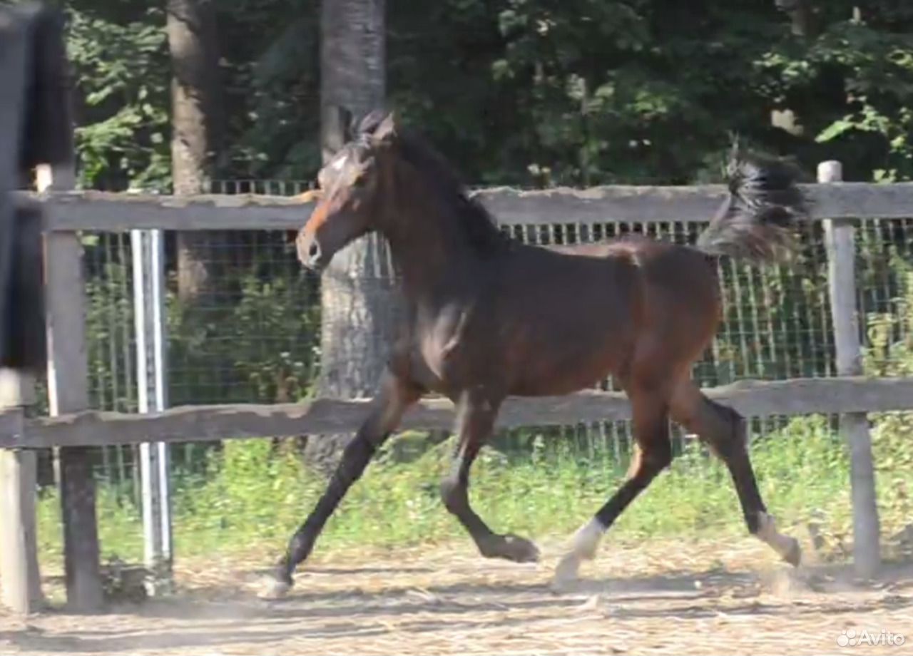 Шикарную кобылку 2017г