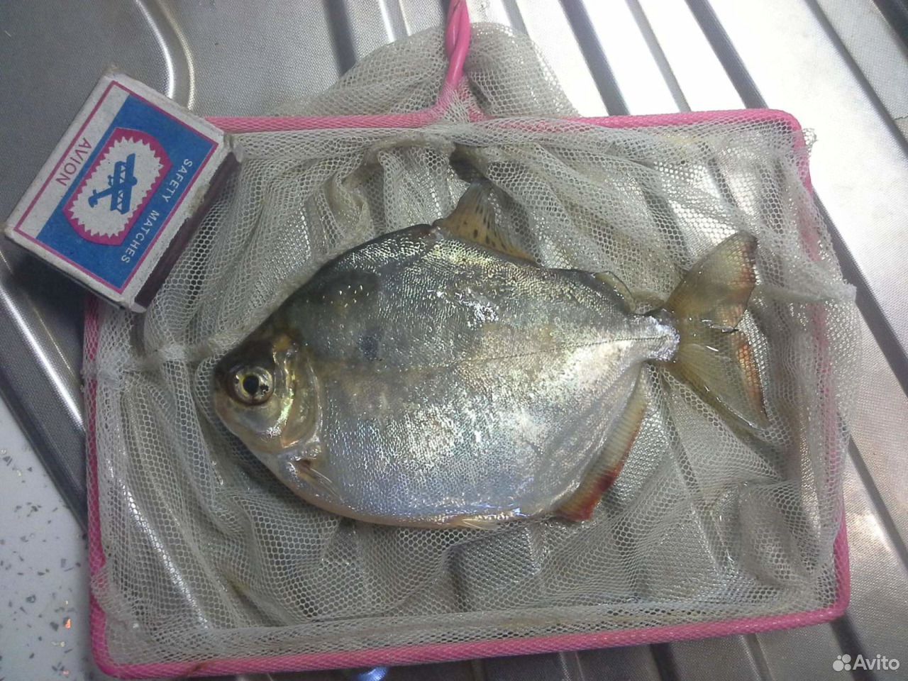 Метиннис серебрянный