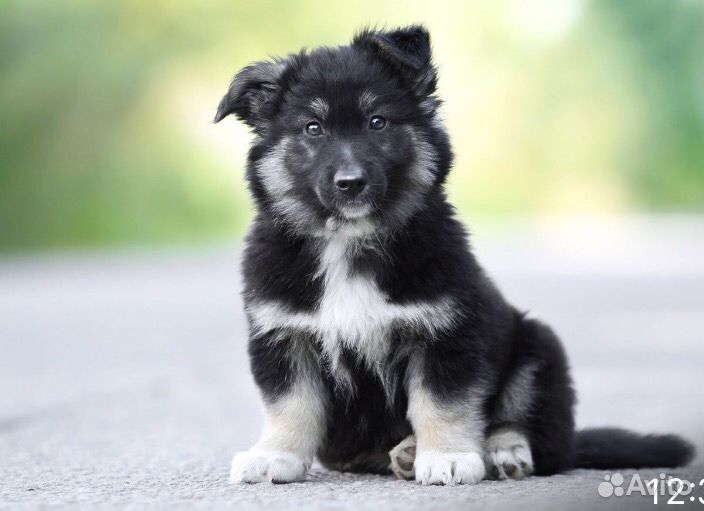 Щенки в добрые ручки