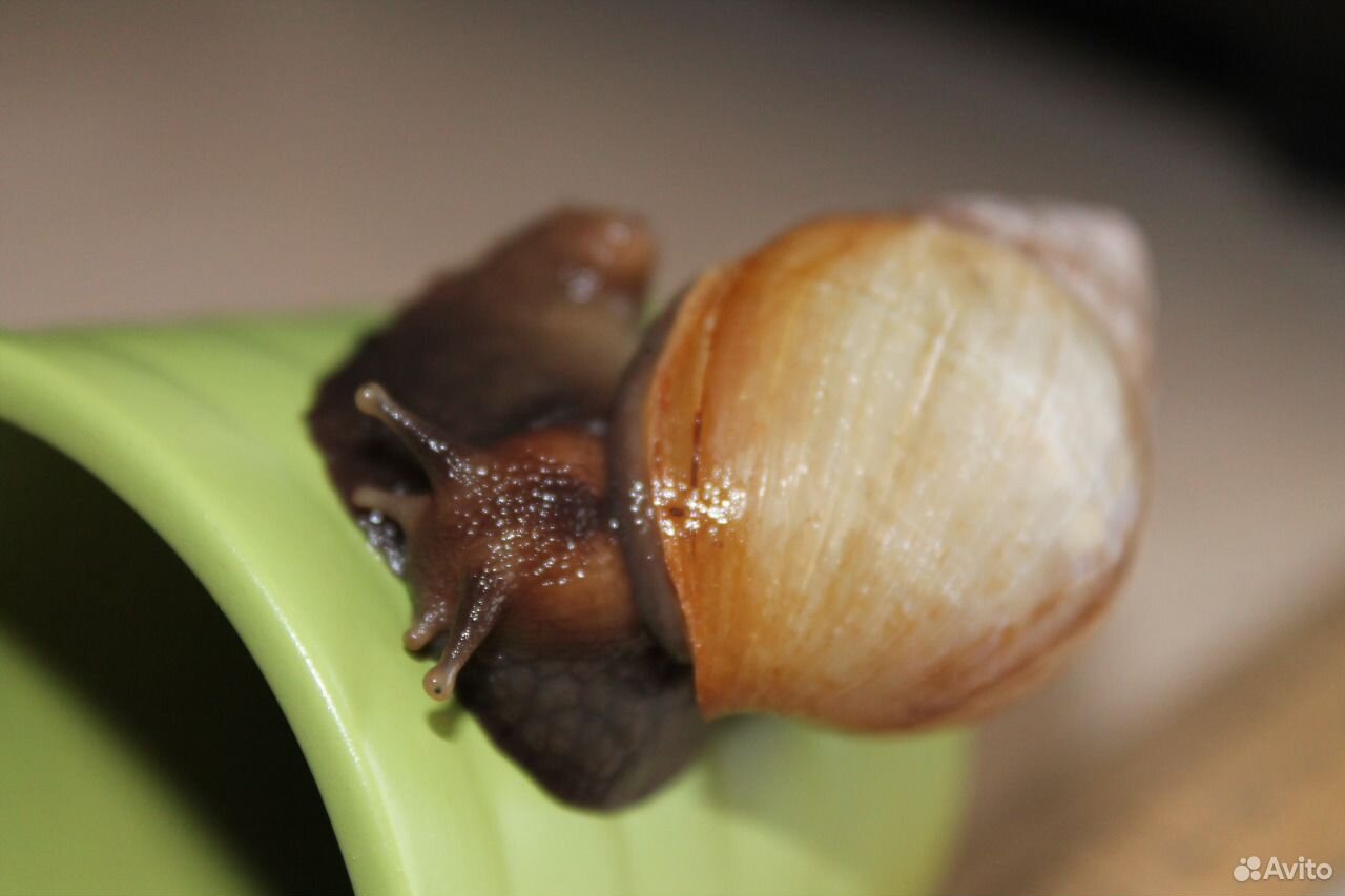 Улитки Ахатины. Зверушки ищут новый дом