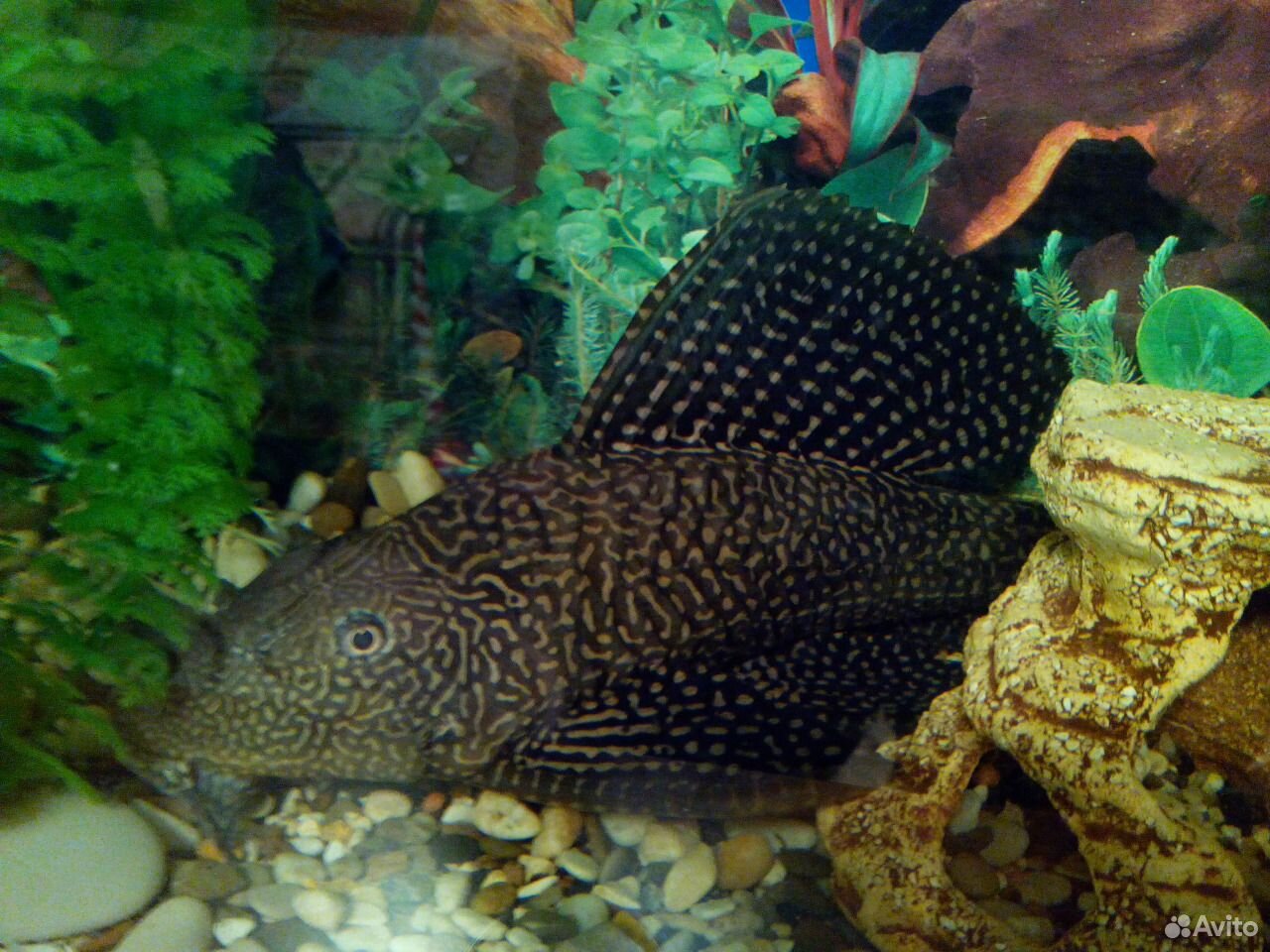 Отдаю даром Сомика