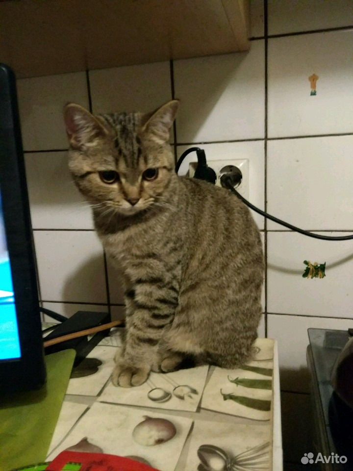 Британские котята