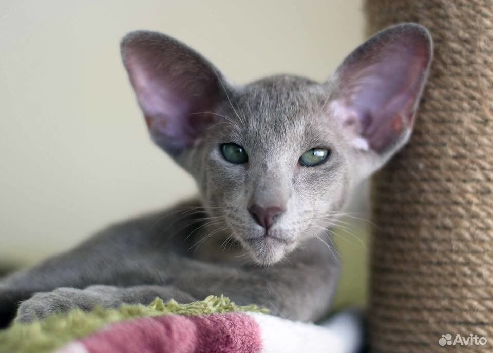 Ориентальные кошки и котята