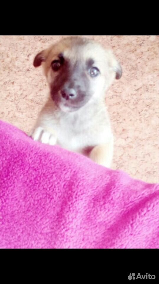 Отдам щенка девочку 1 месяц найдёныш