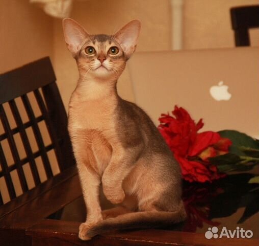 Абиссинчик голубого Окраса шоу класса