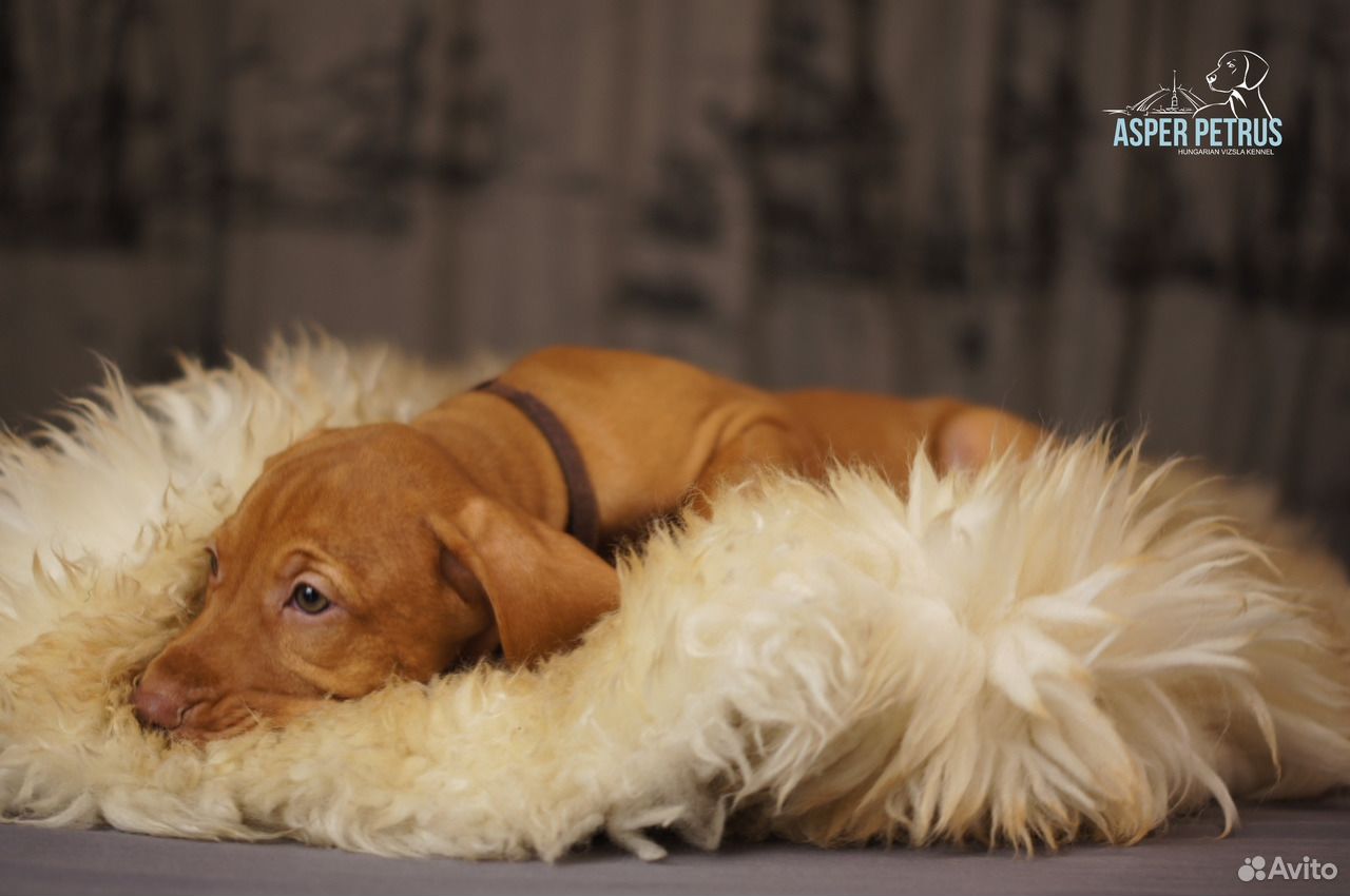 Венгерская Выжла Щенки. Hungarian Vizsla Puppies