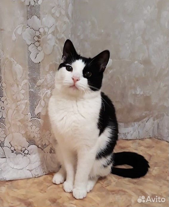 Милые кошки и коты