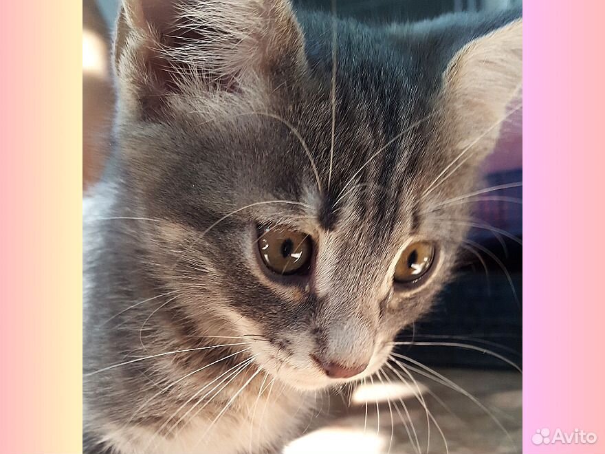 Котята. Пепельный мальчик (Севастополь)