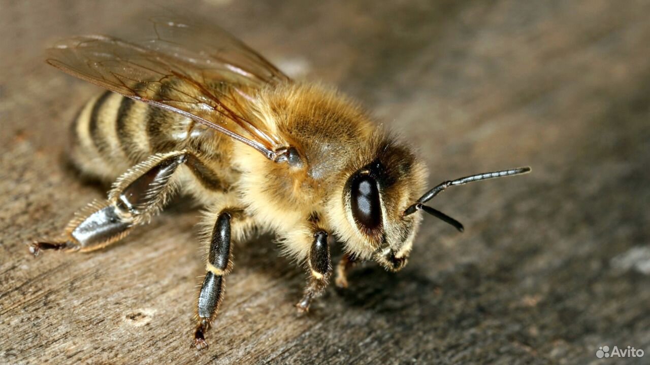 Живые пчелы для апитерапии