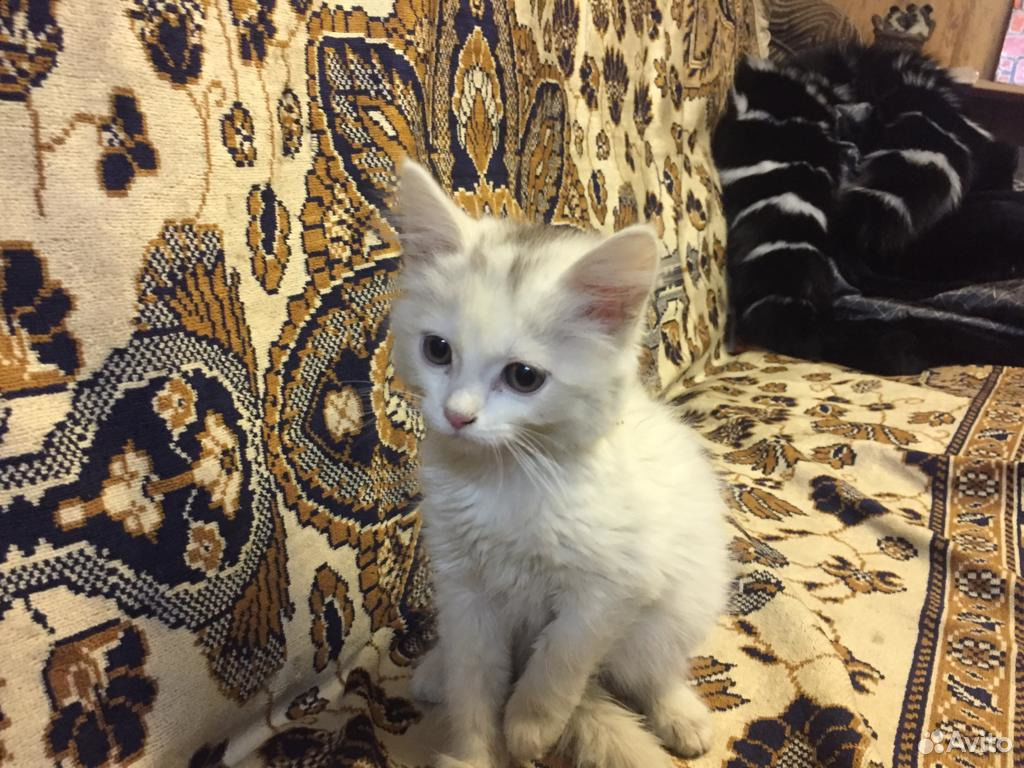 Зефирная няшка котенок девочка, 1,5 мес