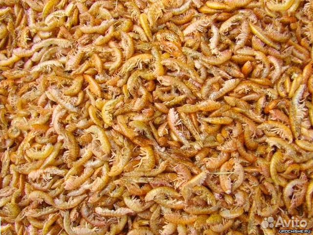 Мормыш сушеный (Гаммарус) оптом