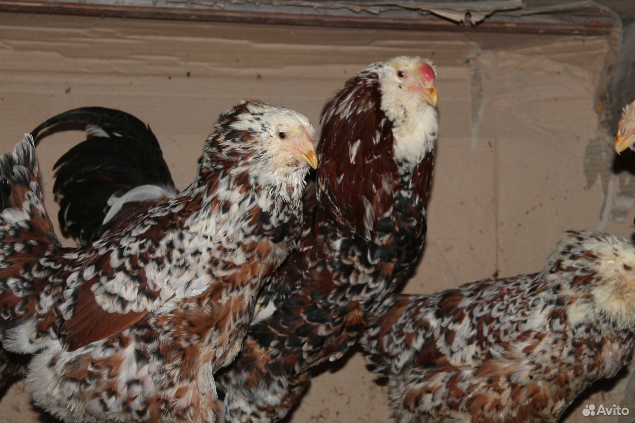 Цыплята орловской породы