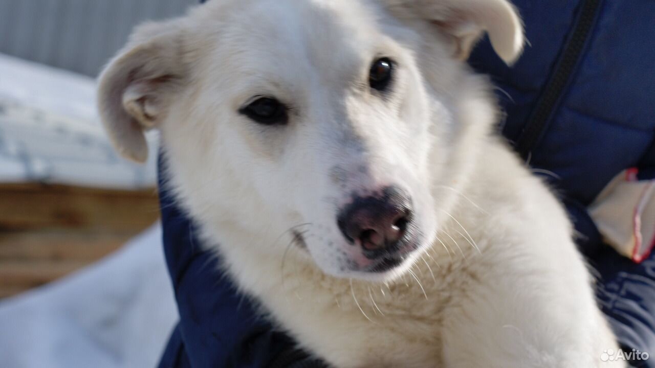 Щенок-девочка, на охрану в частный дом