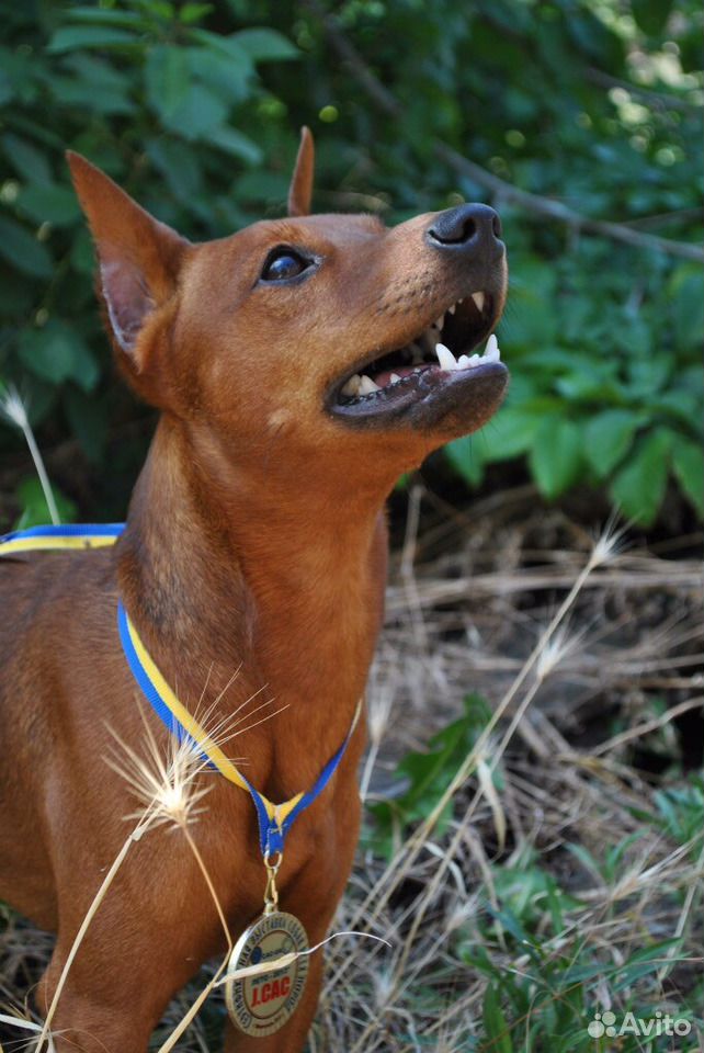 Кобель цвергпинчера для вязки