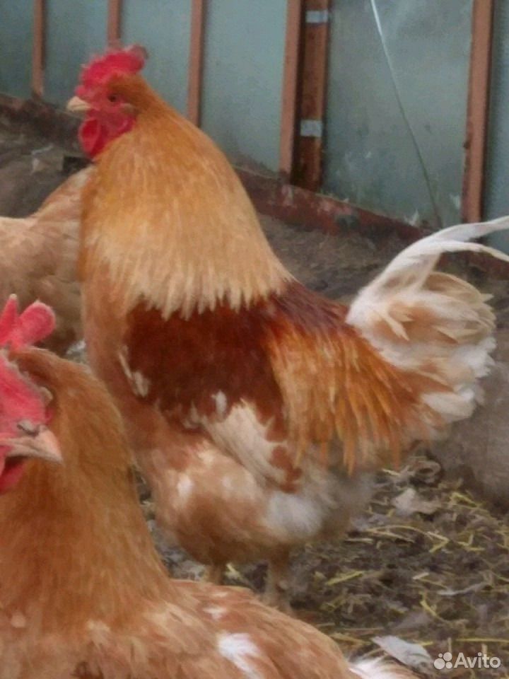 Яйцо инкубационное мини-мясных палевых