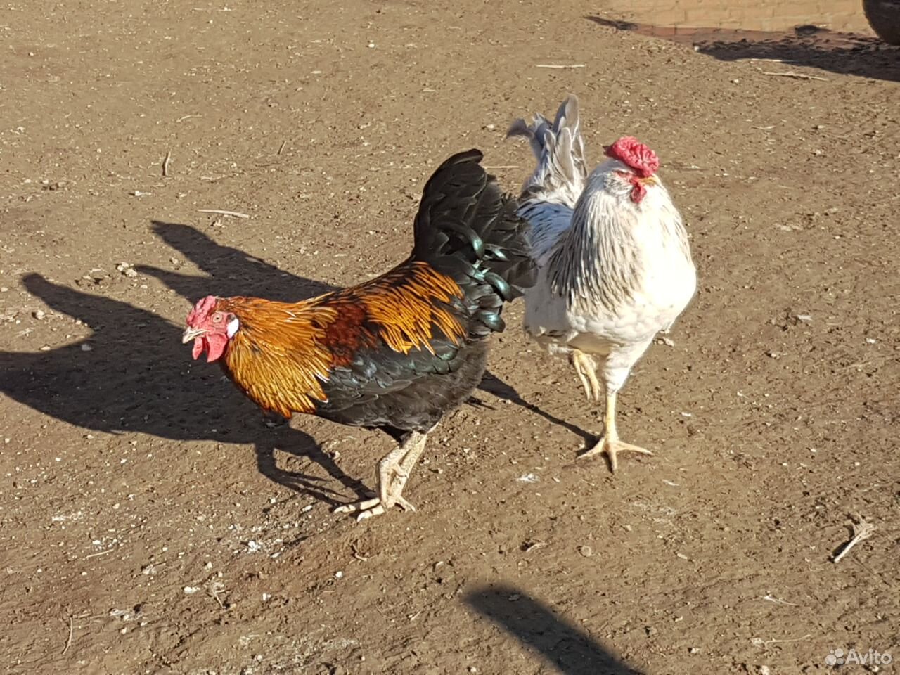 Продаются инкуюационные яйца,Петухи,кролики,фазаны