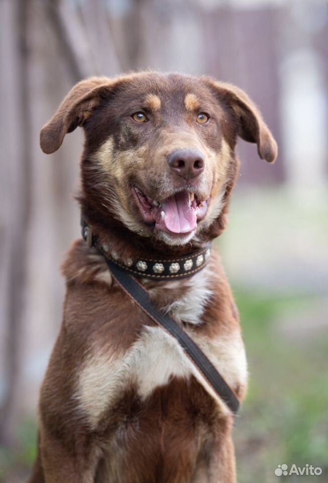 Шоколадный Принц ищет добрые руки