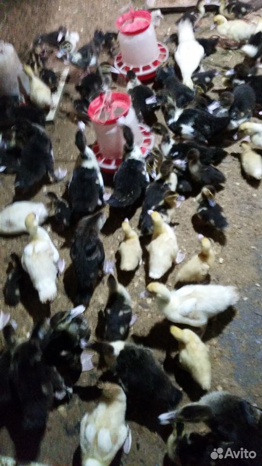 Мускусные утята.Индоутки'