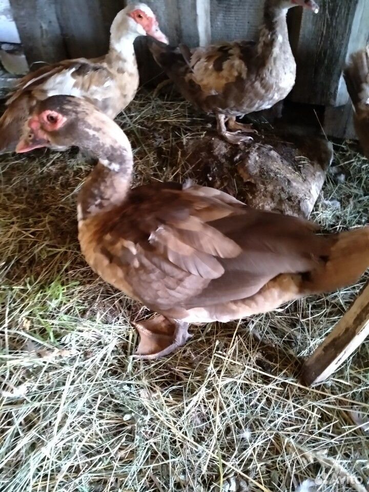 Индоутки на развод