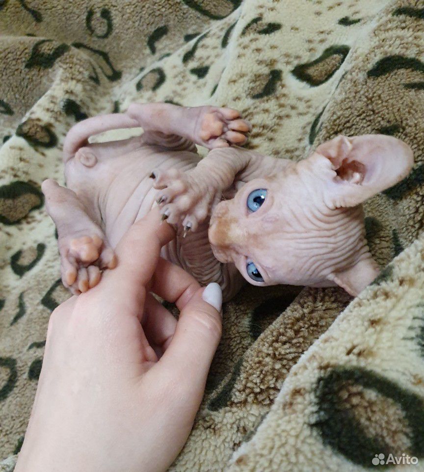 Голубоглазые котята
