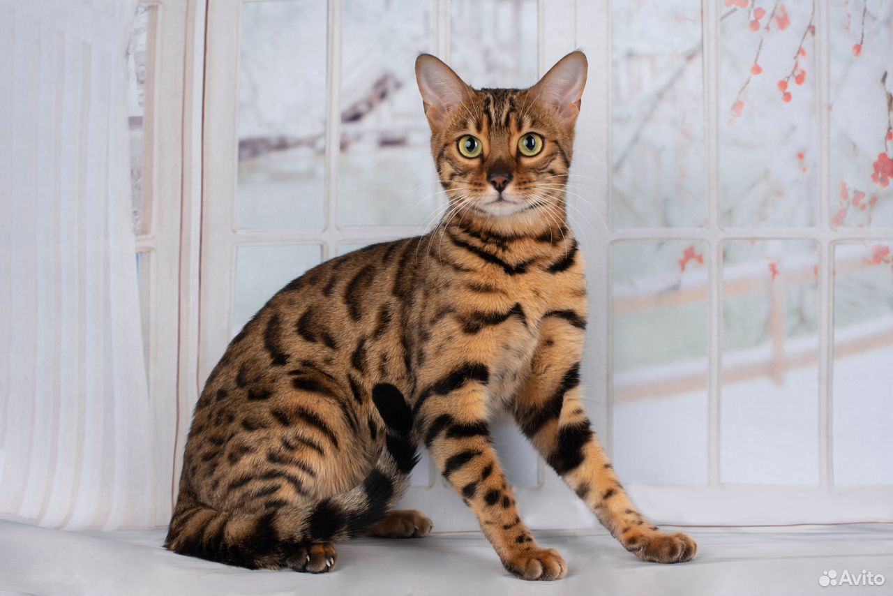 Элитные бенгальские котята шоу класса