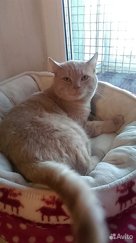 Котик Чип