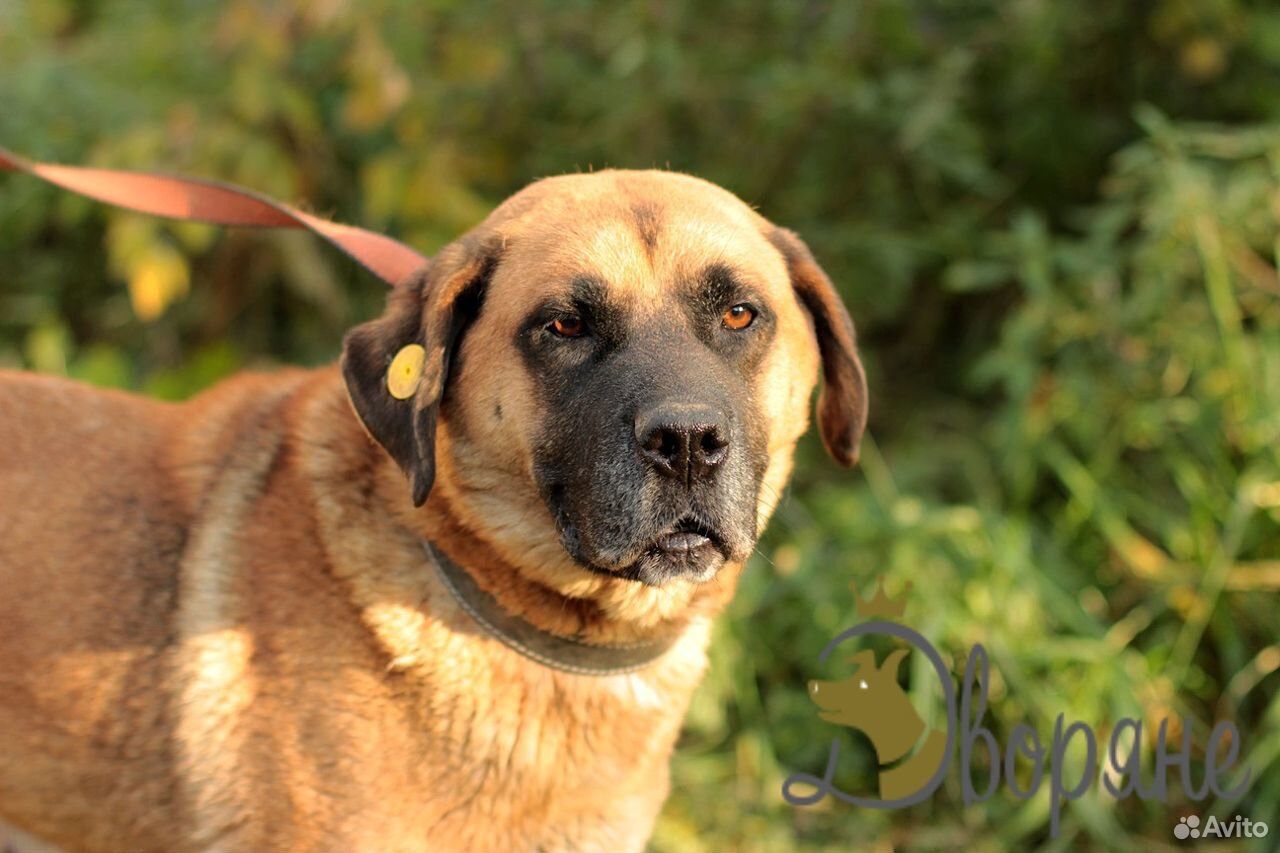 Метис бурбуля Матильда